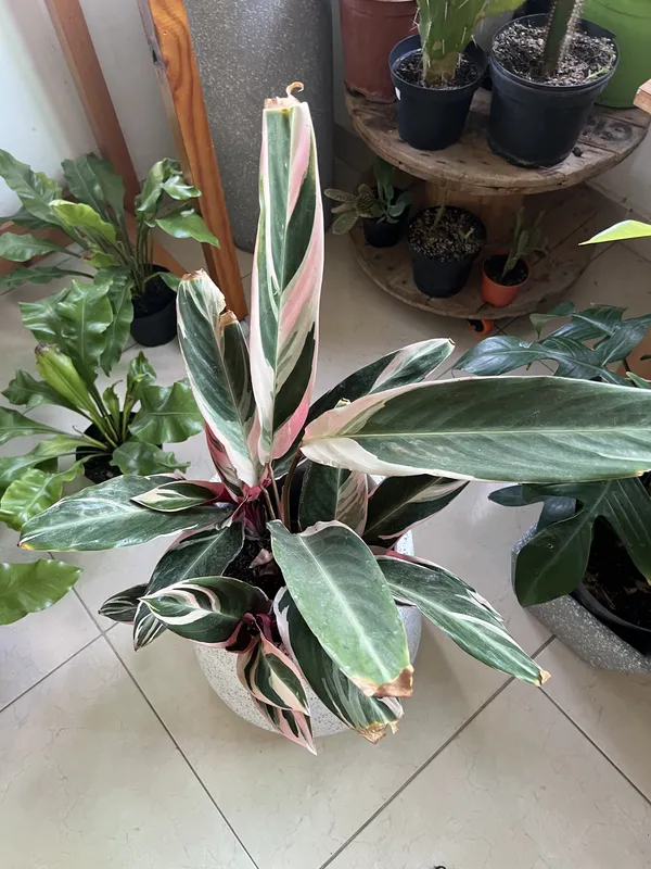 Calathea Triostar ( Pluma de indio) | Aliki - Boutique de Plantas